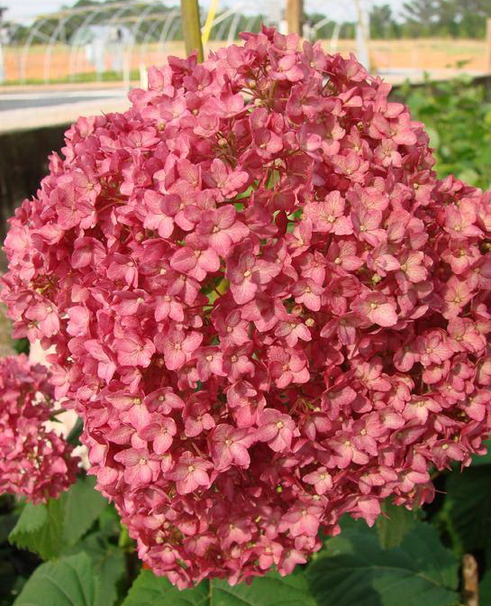 Гортензия древовидная `Белла Анна`, Hydrangea arborescens Endless ...